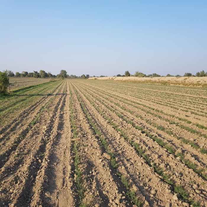 Chickpea Sugarcane Inter Crop cultivation guide from land preparation ...