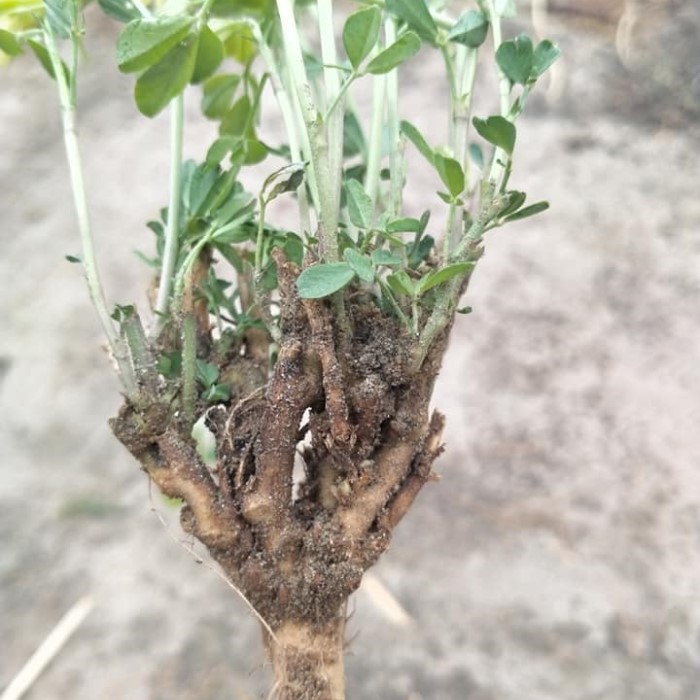 Lucerne Root Rot identification & control guide | Pakagrimarket | Pakistan