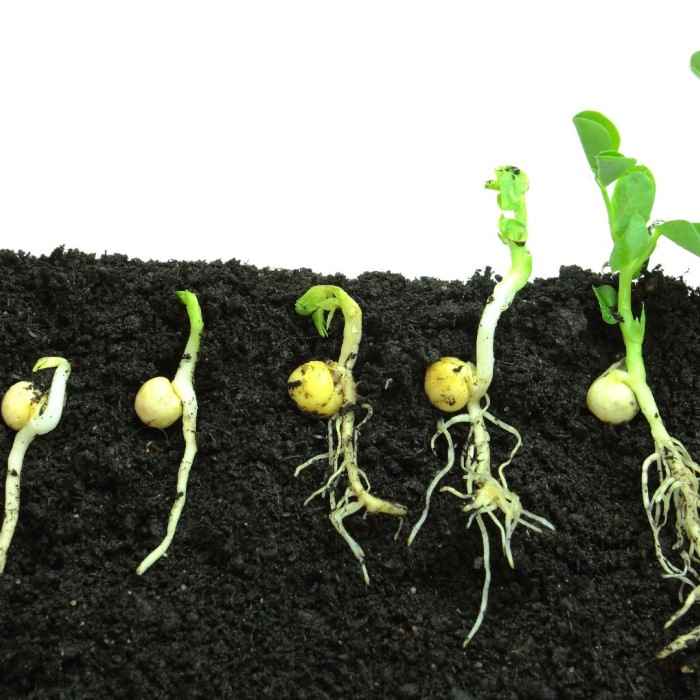What Is Seed Dormancy 