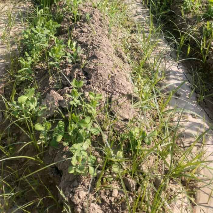 Pea weed identification & control guide | Pakagrimarket | Pakistan