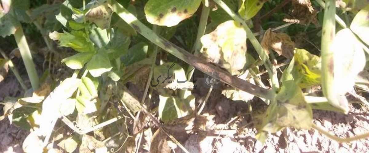 Sesame Stem/root Rot