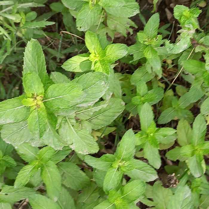 Mint-pudina | leaf blight identification damage & control