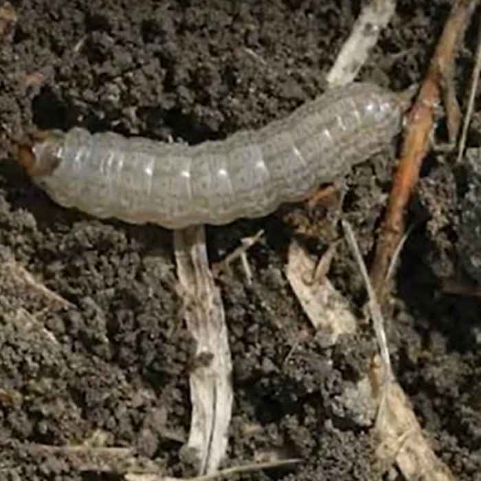 Chickpea Cut Worm identification & control guide | Pakagrimarket | Pakistan