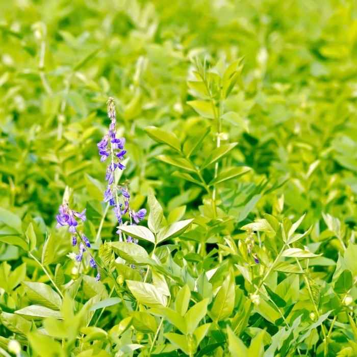 Lucerne cultivation guide from land preparation to harvesting ...
