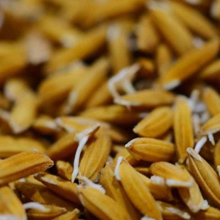 Paddy seed germination test