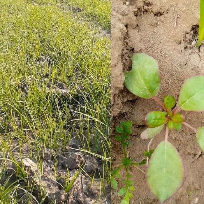 Chickpea weed identification & control guide | Pakagrimarket | Pakistan