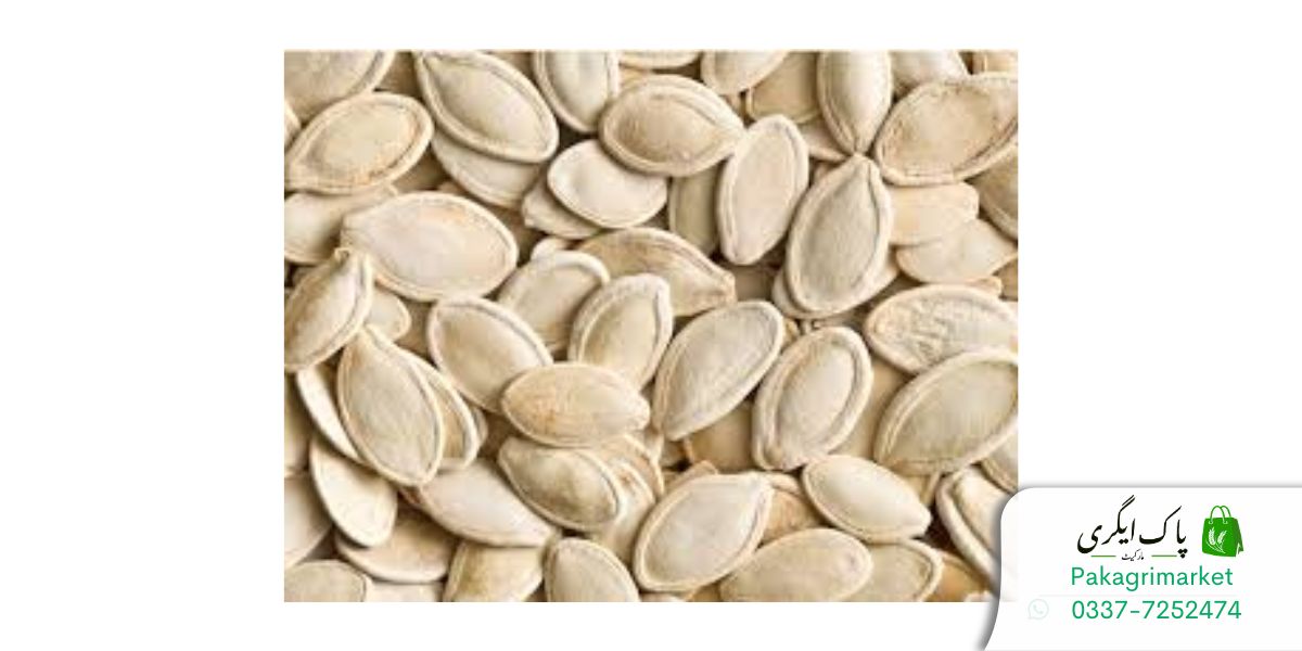 Pumpkin Seeds | Arya - F1 | Haji Sons | Seed