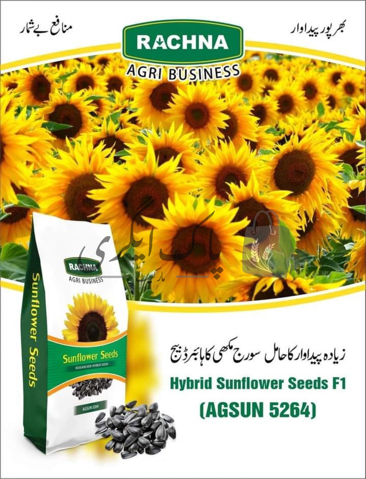 AGSUN 5264 رچنا سورج مکھی
