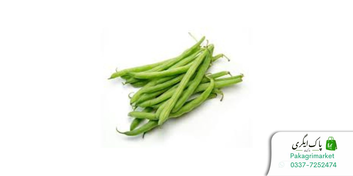 French Bean Seeds | Cylinder Pack | Haji Sons | Seed