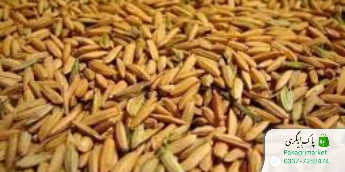 Rice Seeds | KS-B515 | King Seeds Pakistan | Seed