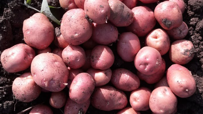 Lady Rosetta (LR) Potatoes for sale | Chichawatni