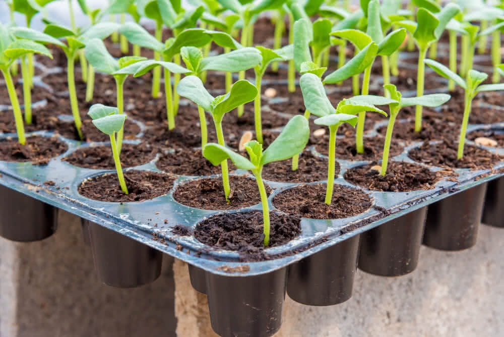Seedling Tray for Preparing Nursery | Toba tek Singh