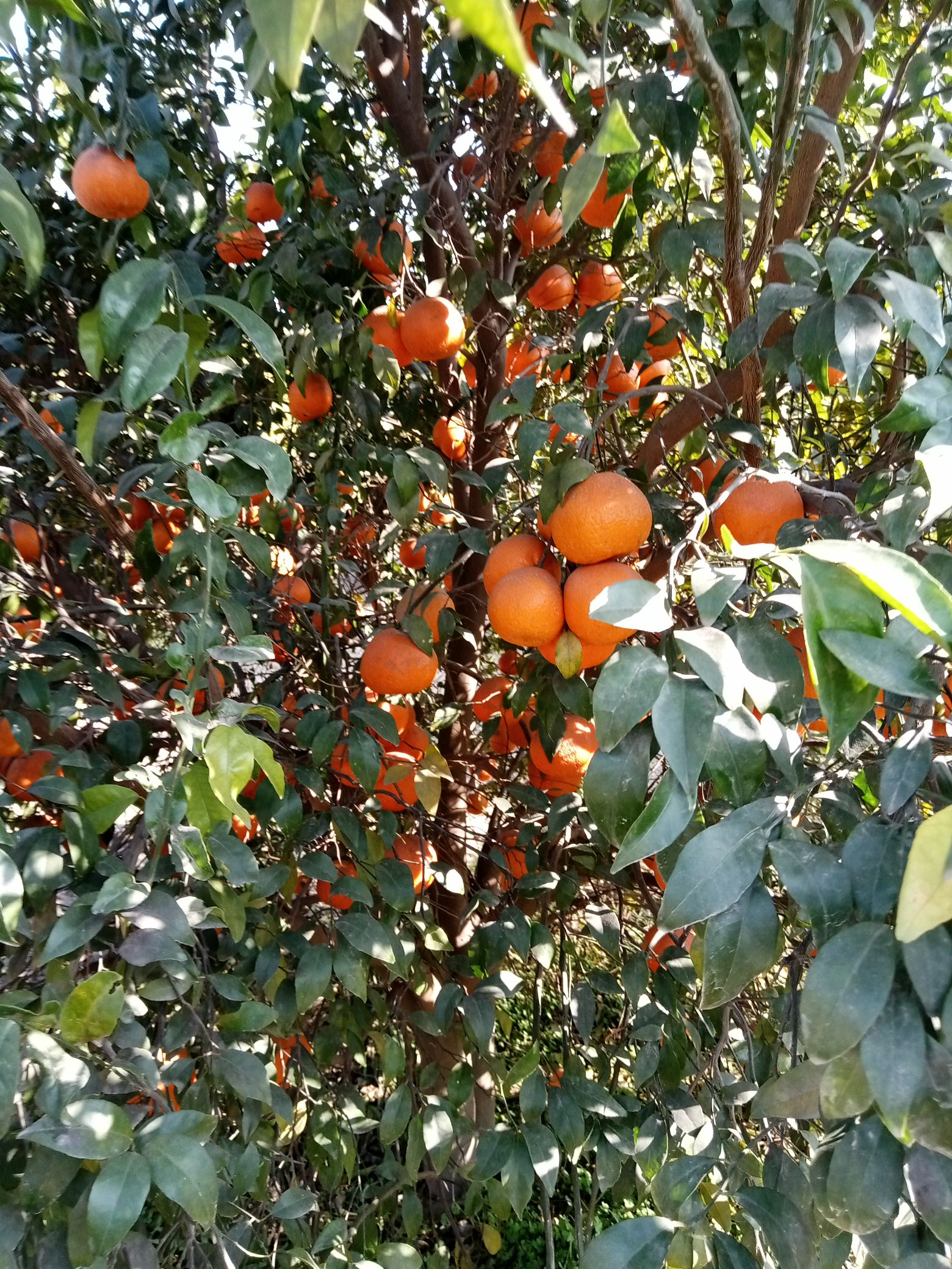Farm for sale, orange, fruiter and grape fruit