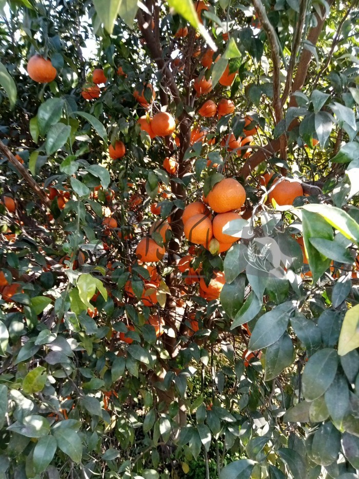 Farm for sale, orange, fruiter and grape fruit